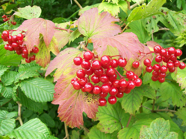 Les meilleurs arbustes d'ornement à fruits décoratifs - Blog Promesse ...