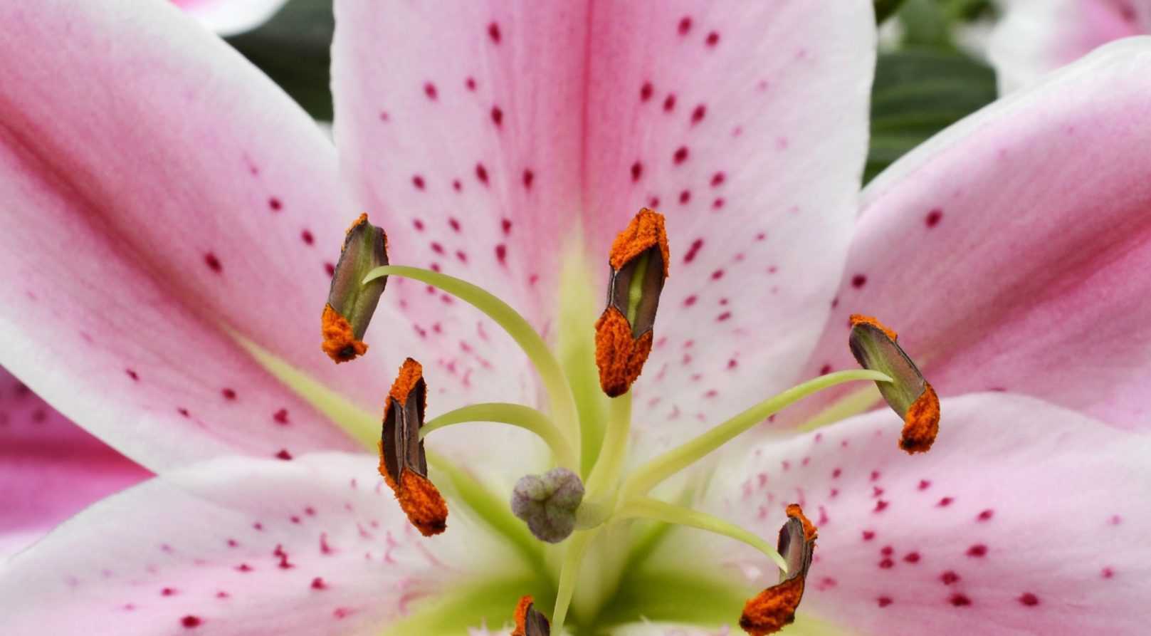 Comment planter les Lys en pleine terre ou en pot