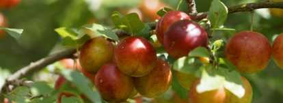 Comment réussir la plantation des arbres fruitiers