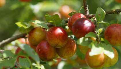 Comment réussir la plantation des arbres fruitiers