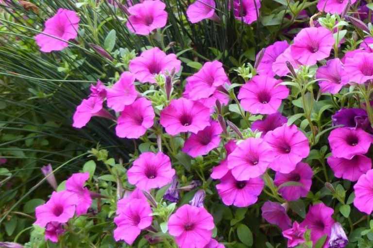 Planter des annuelles - Promesse de Fleurs