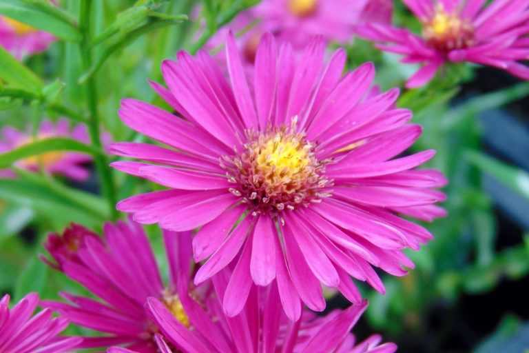 Choisir, planter et soigner les Asters - Promesse de Fleurs