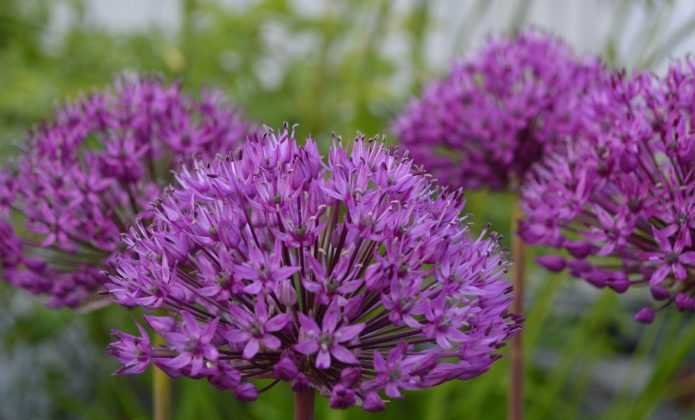 Allium ou Ail d'ornement : plantation, culture et entretien - Nos conseils