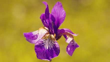 L'entretien des iris : arrosage, fertilisation et taille - Nos conseils