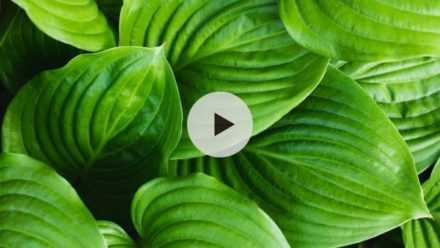 Hosta Siberian Tiger - Variété unique aux feuillage vert clair rayé de ...