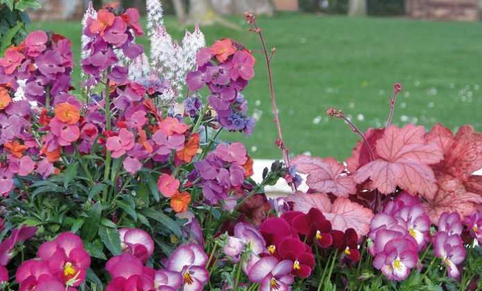 Plante bisannuelle : tout ce que vous avez toujours voulu savoir