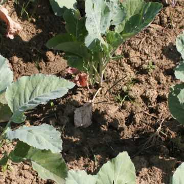 Comment semer et repiquer les choux ? - Promesse de Fleurs