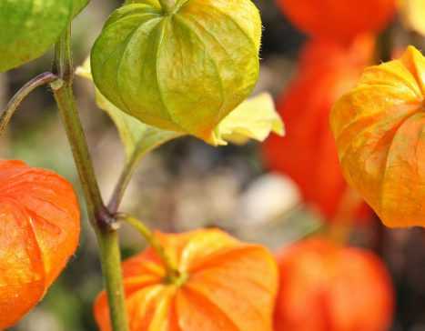 Comment cultiver le Physalis ? - Blog Promesse de fleurs