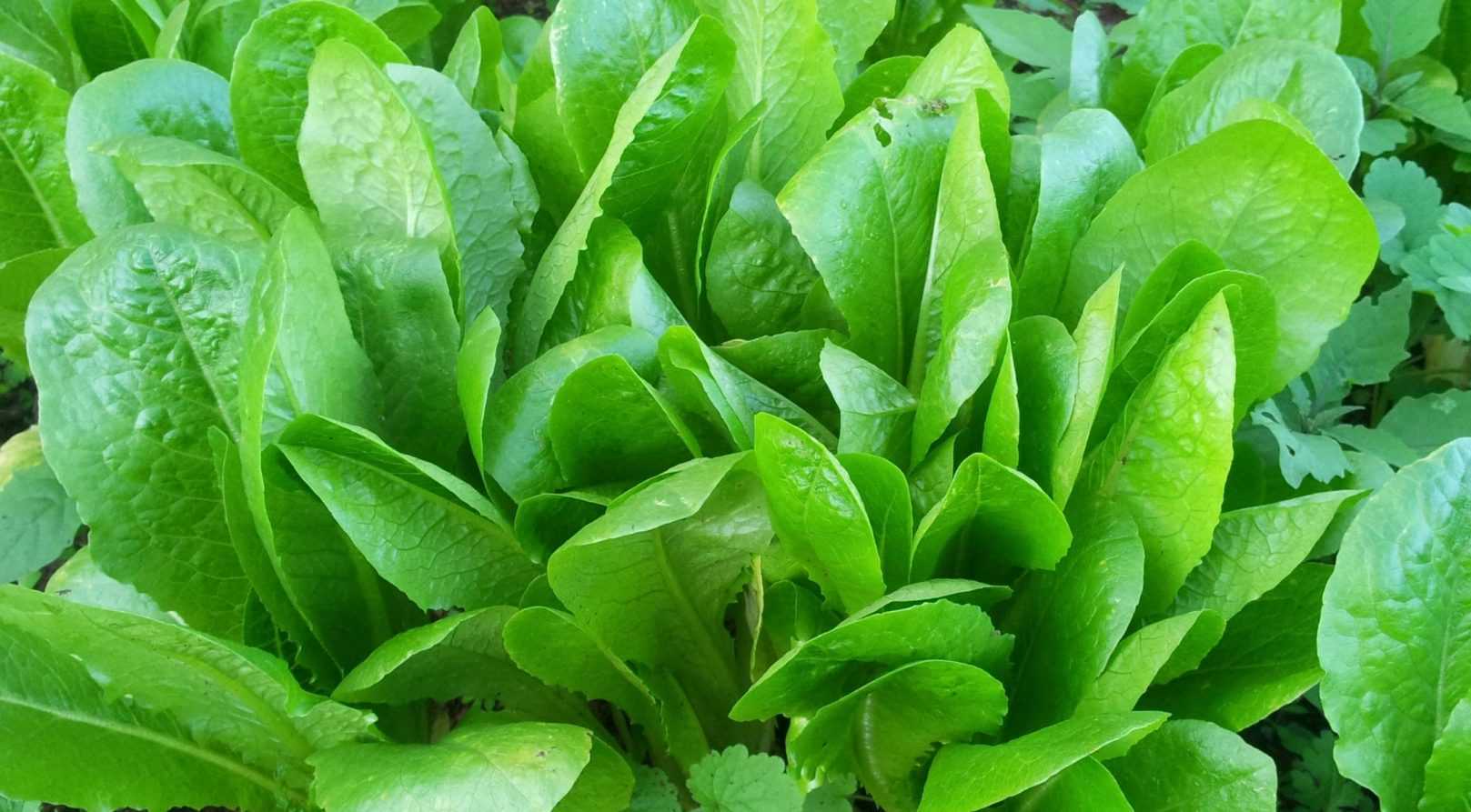 Comment cultiver l'endive ? - Blog Promesse de fleurs