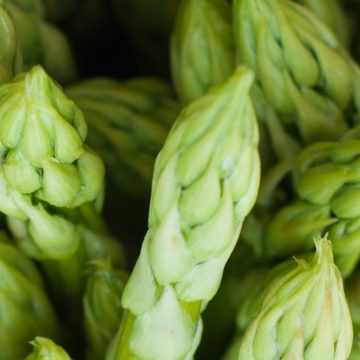 Vente de griffes d'asperges - Planter des asperges vertes blanches ...