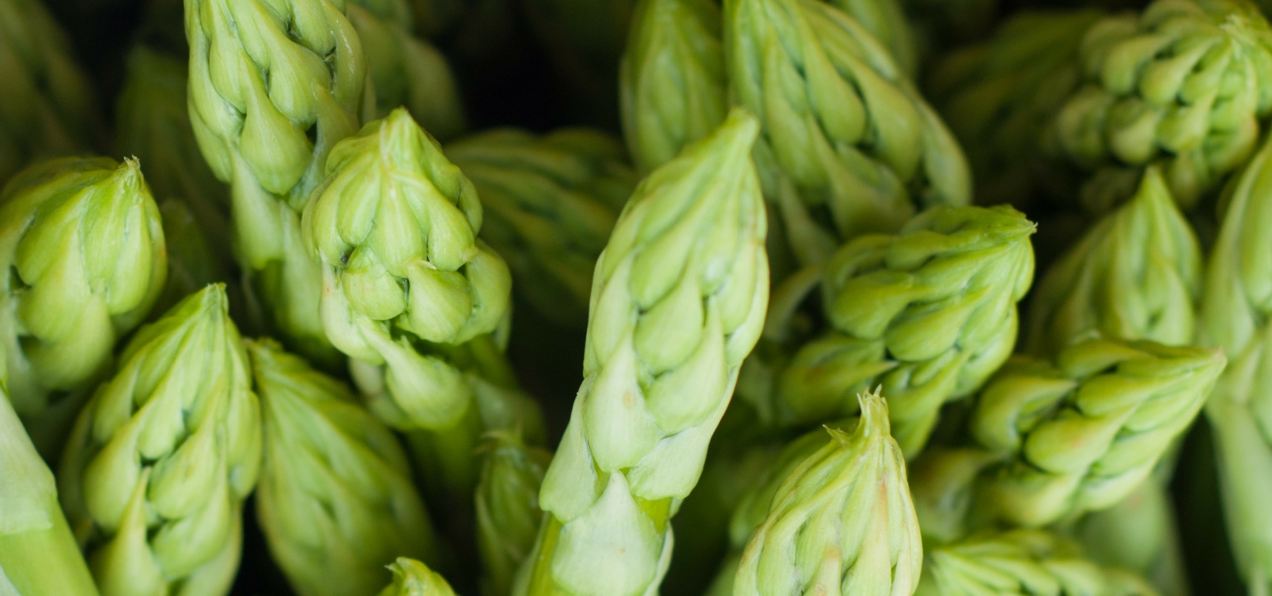 Comment planter les asperges ? - Blog Promesse de fleurs