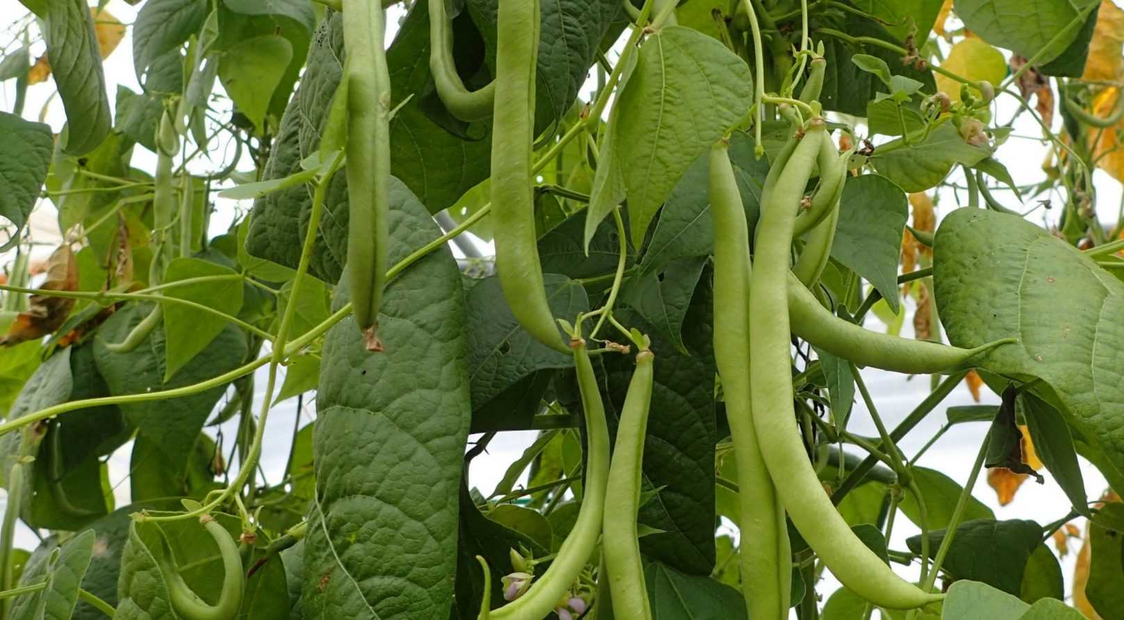 Guide Complet pour Cultiver les Haricots