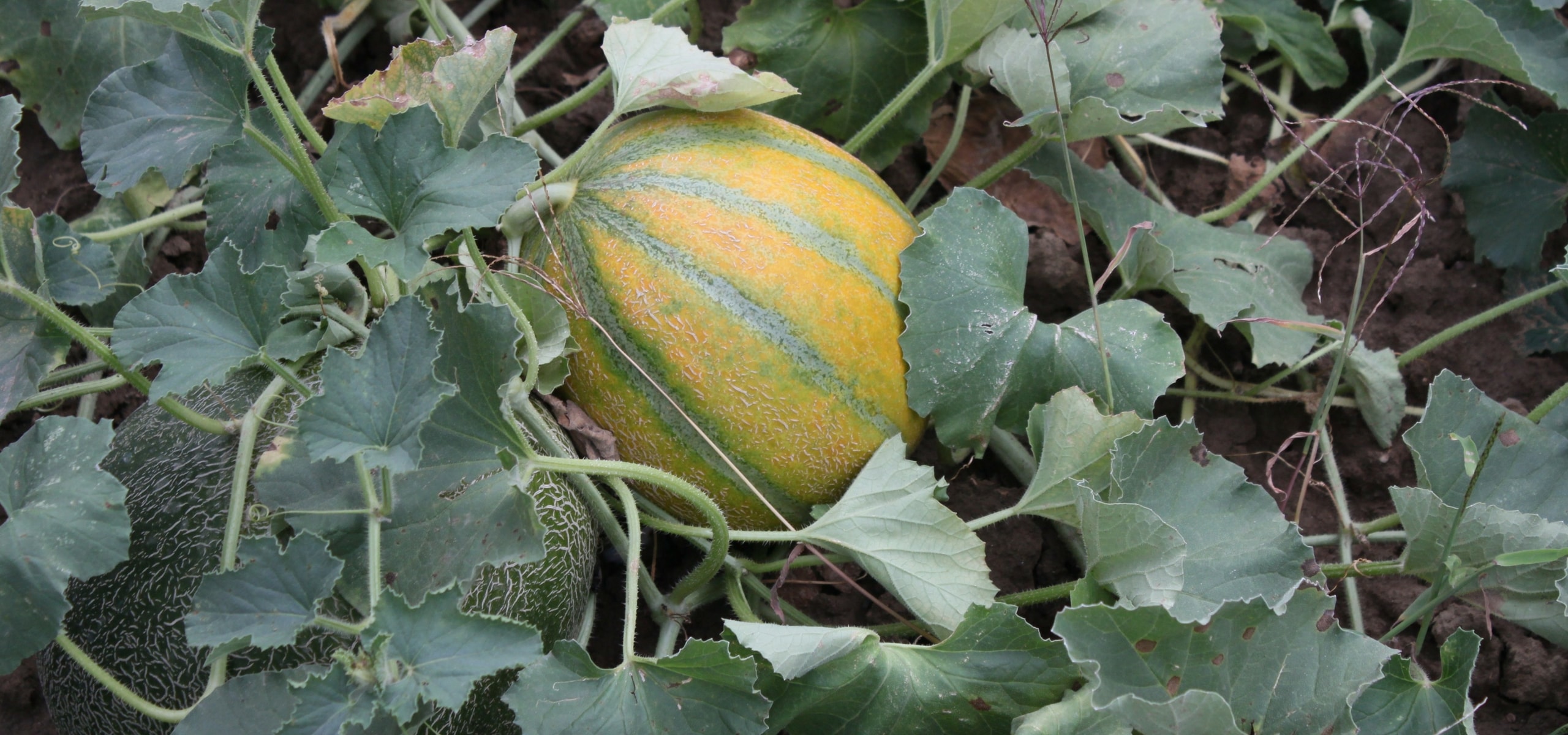 Comment cultiver les melons