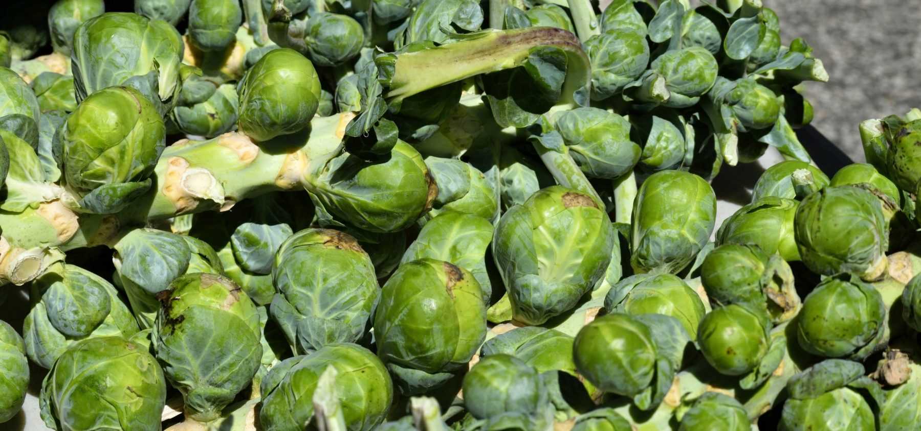 Réussir la culture des choux de Bruxelles - Blog Promesse de fleurs
