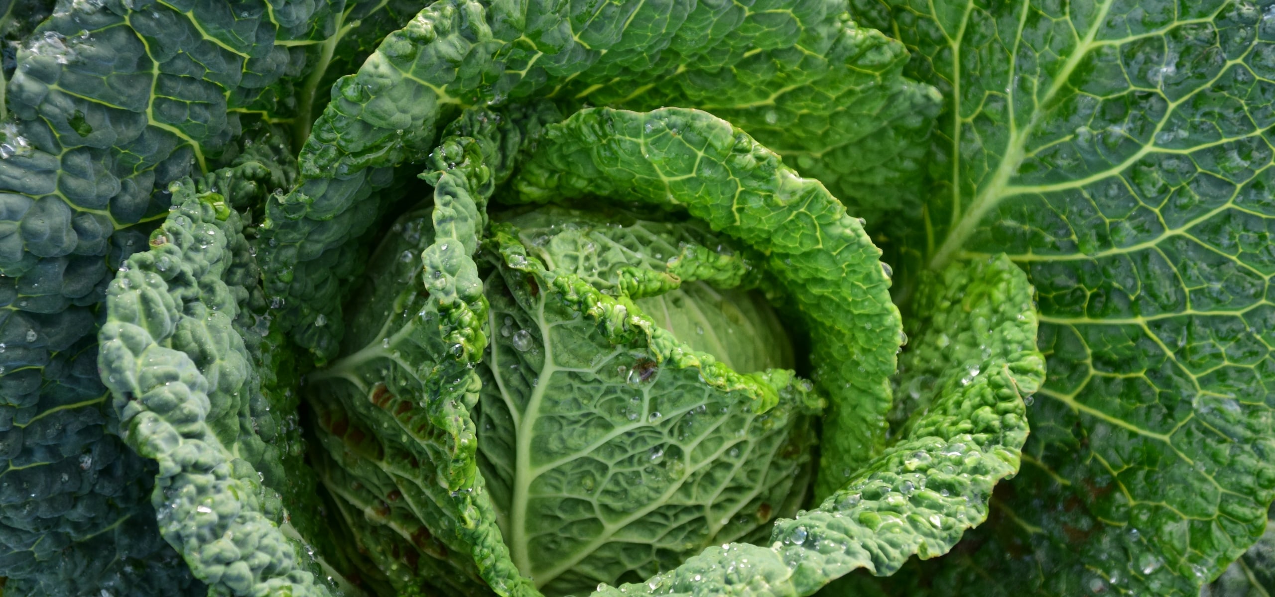 Comment cultiver le chou pommé et le chou de Milan