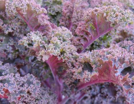 La culture du Kale et du chou frisé - Blog Promesse de fleurs