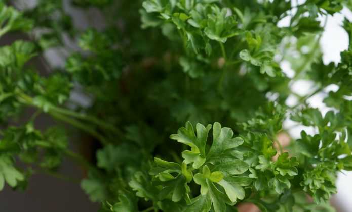 Le persil, plat ou frisé : le semer, le planter et le cultiver
