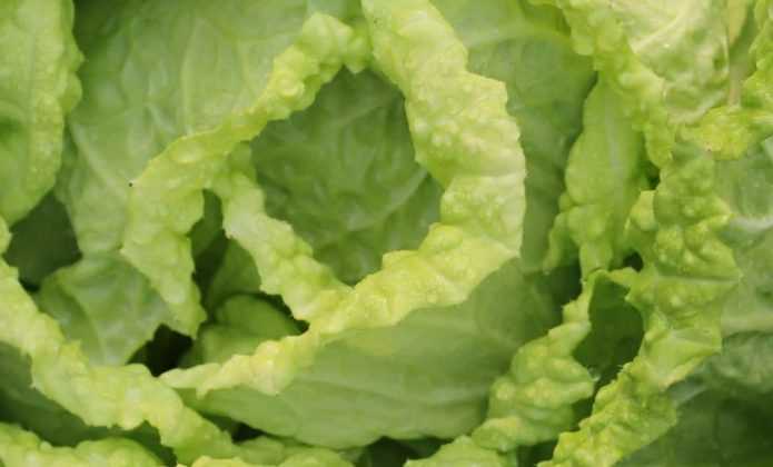 7 légumes asiatiques, chinois ou japonais, à cultiver au potager