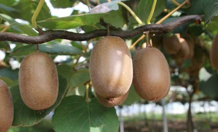 Quand et comment tailler le kiwi ? - Promesse de Fleurs