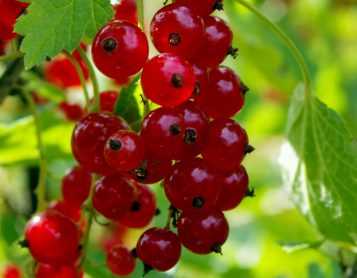 Petits fruits : guide pour une plantation réussie - Blog Promesse de fleurs