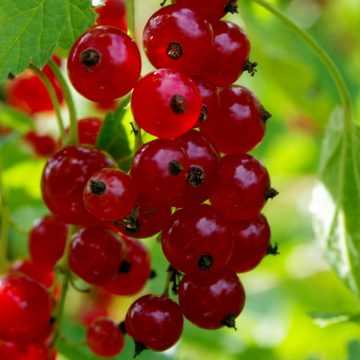 Petits fruits : guide pour une plantation réussie - Blog Promesse de fleurs