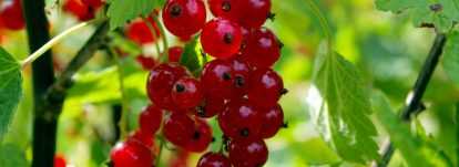 Petits fruits : guide pour une plantation réussie - Blog Promesse de fleurs