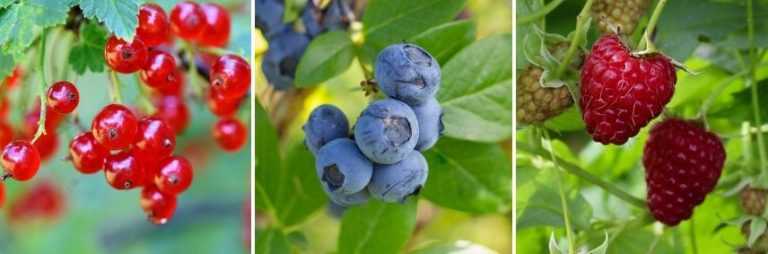 Planter des petits fruits - Promesse de Fleurs