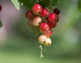 Petits fruits - Conseils pratiques pour les planter et les cultiver