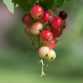 Ribes alpinum - Groseillier des Alpes, caduc, très rustique à fleurs ...