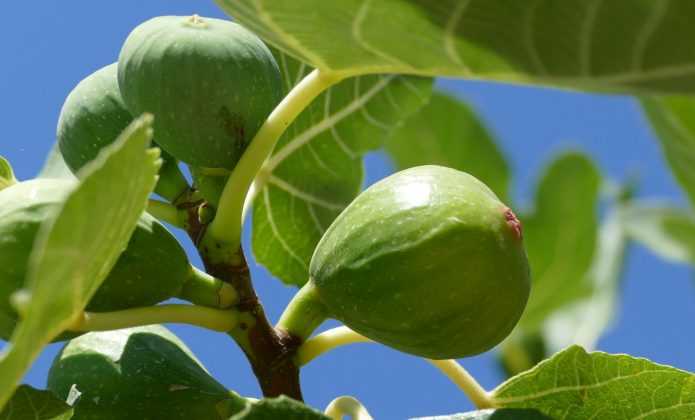 Bouturer un figuier, quand et comment - Tutoriel illustré - Promesse de ...