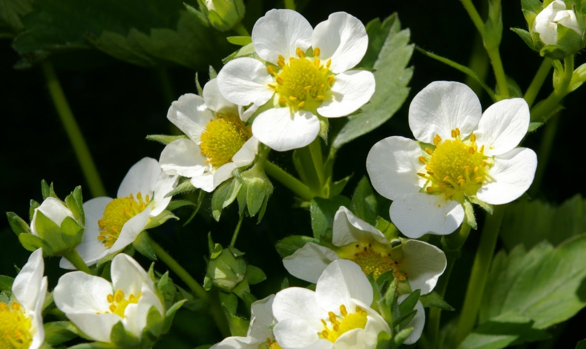 Cultiver les fraisiers au jardin - Les conseils de nos experts ...