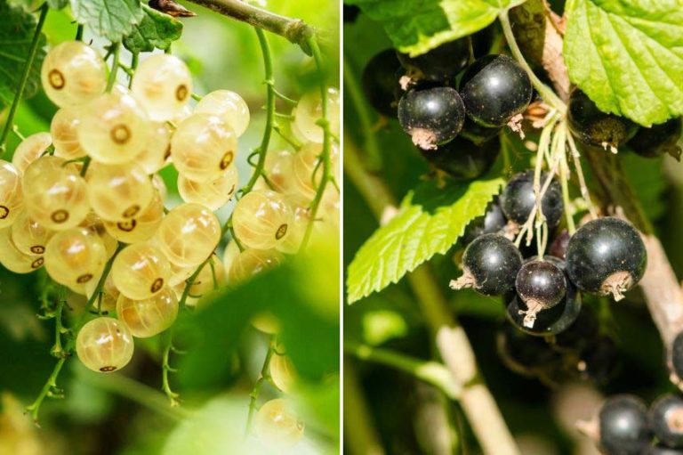 Tailler les groseilliers et cassissiers - Promesse de Fleurs