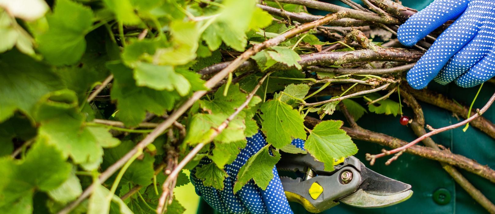 Tailler les groseilliers et cassissiers - Promesse de Fleurs