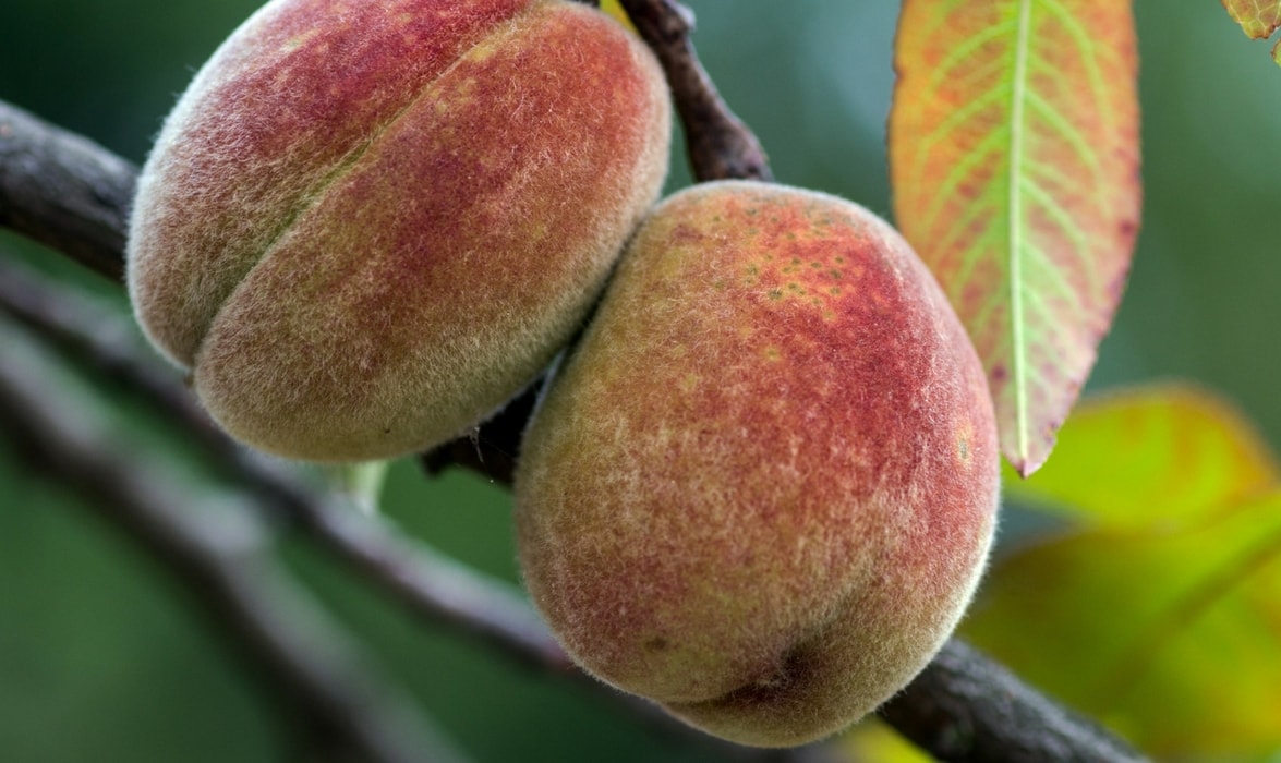 Pêcher et nectarinier : plantation, taille et entretien