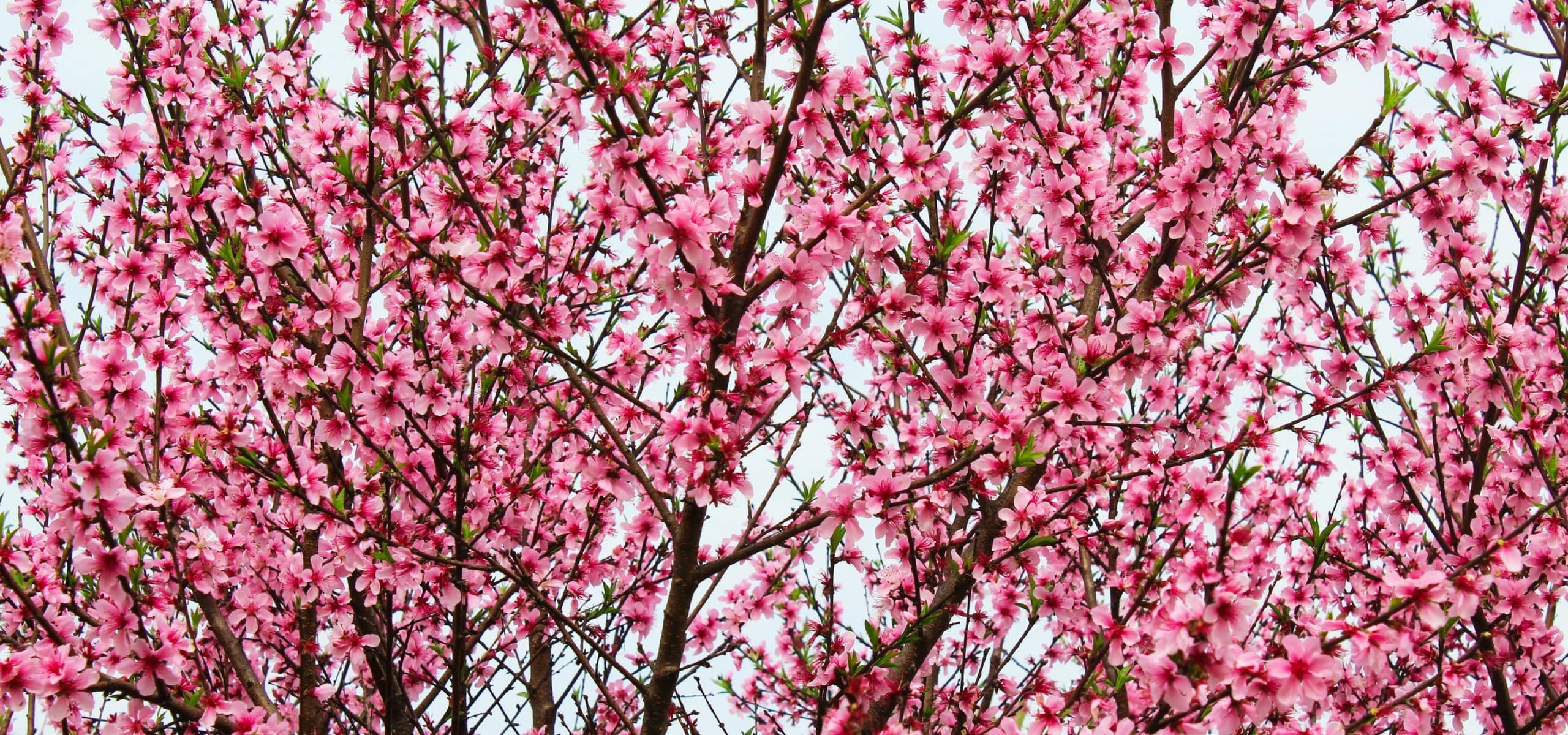 Pêcher et nectarinier : plantation, taille et entretien