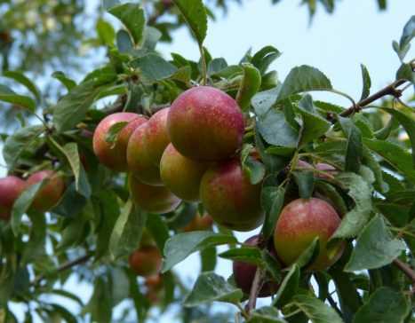 Prunier : plantation, taille et entretien - Nos conseils