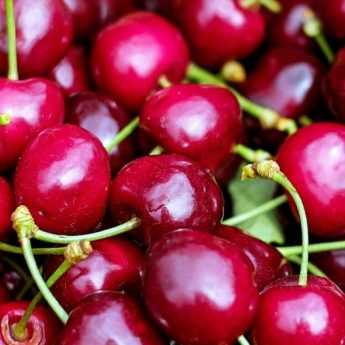 Olivier Cailletier (Olive de Nice) - Olea europaea - Caillette – Niçoise