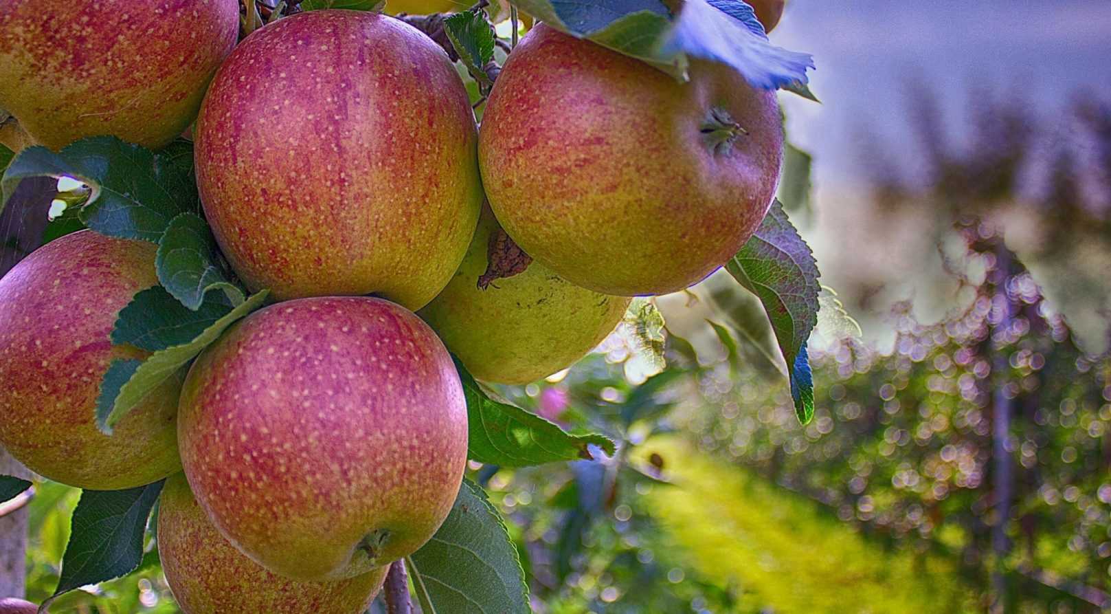 Créer un verger et choisir ses arbres fruitiers