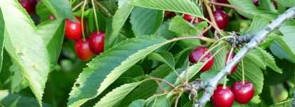 Fruitiers : protéger ses récoltes des oiseaux - Conseils