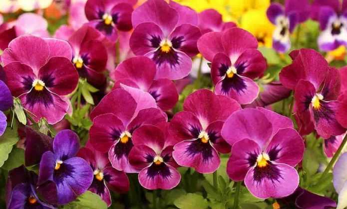 Plante bisannuelle : tout ce que vous avez toujours voulu savoir