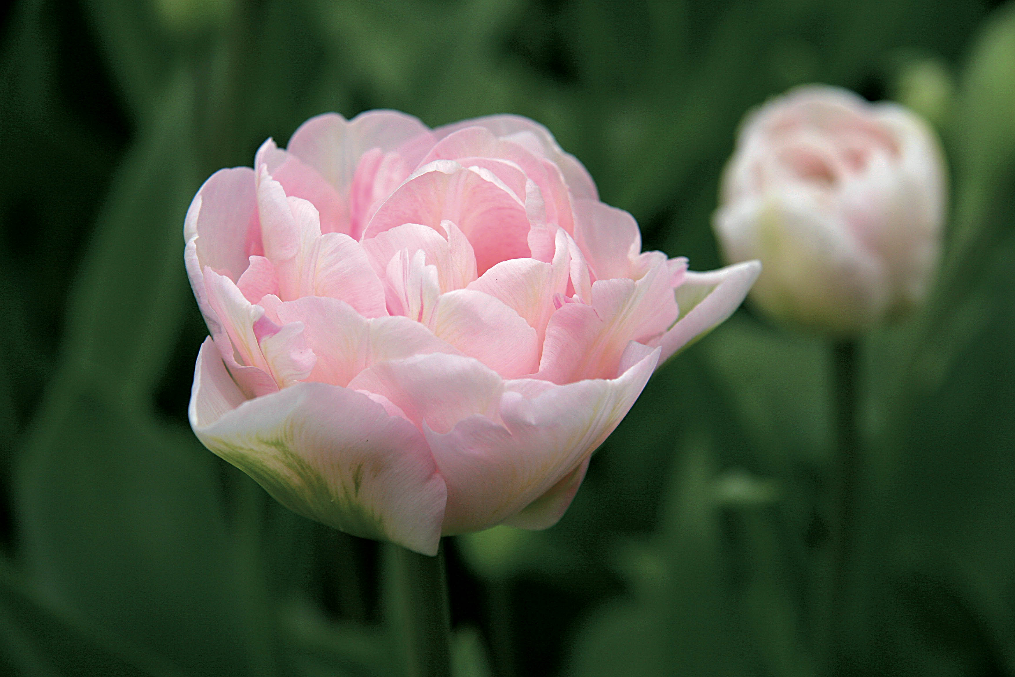 Tulipes : comment bien les choisir en 3 points ? - Blog Promesse de ...