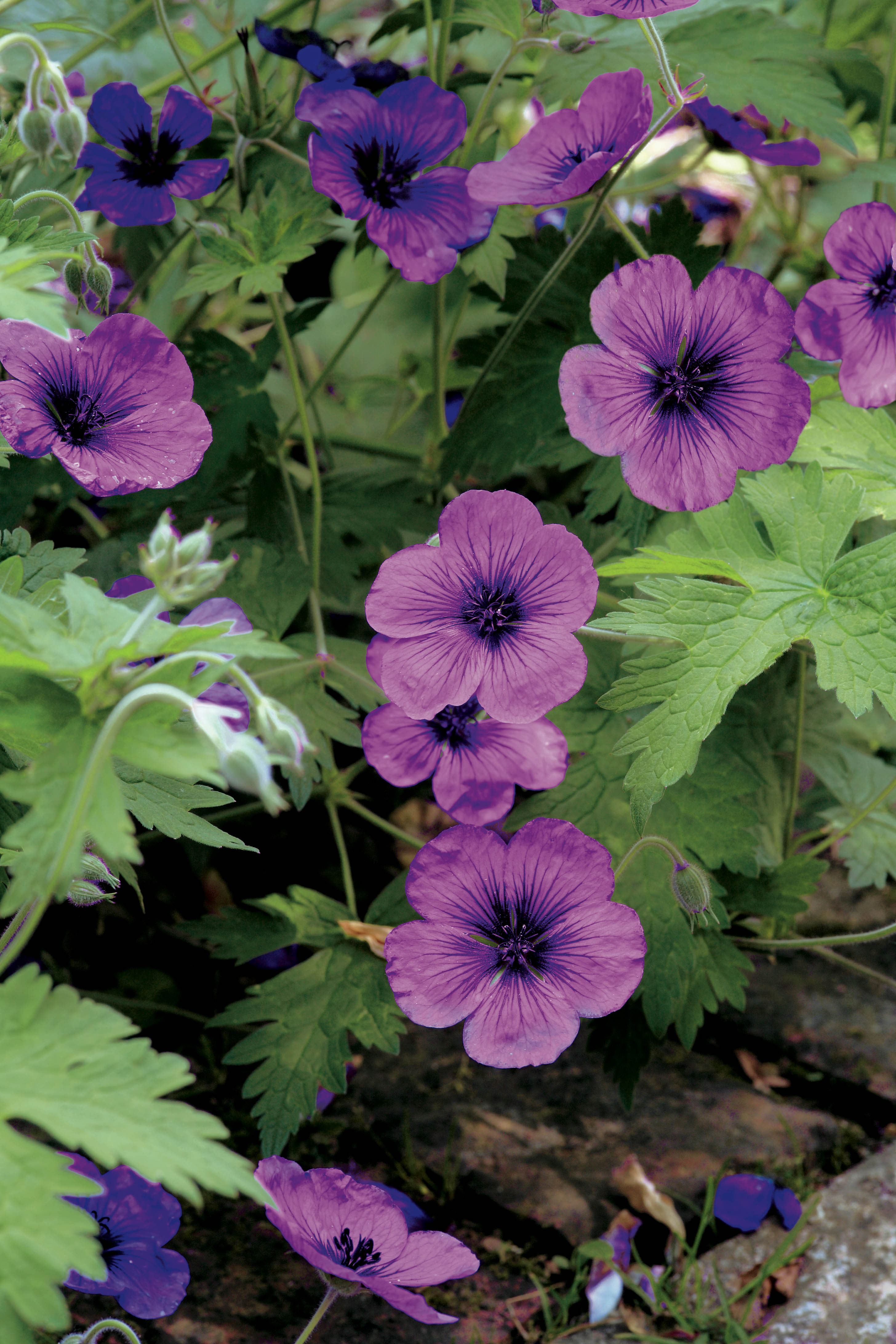 Géraniums vivaces : les 21 meilleures variétés à planter au jardin