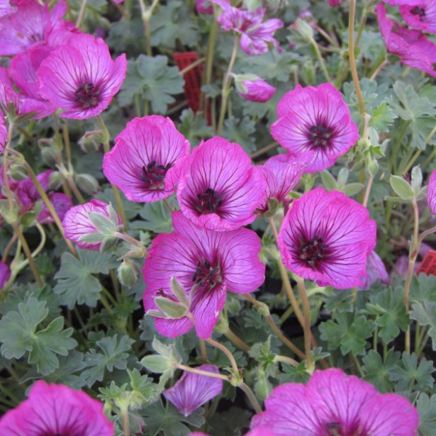 Géraniums vivaces : les 21 meilleures variétés à planter au jardin