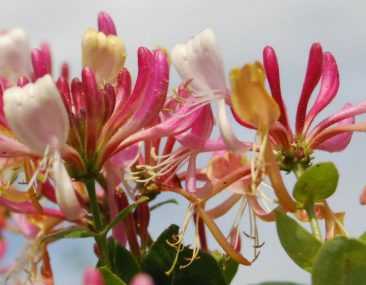 Le lonicera Caprifolium ou chevrefeuille des jardins - jolie grimpante ...