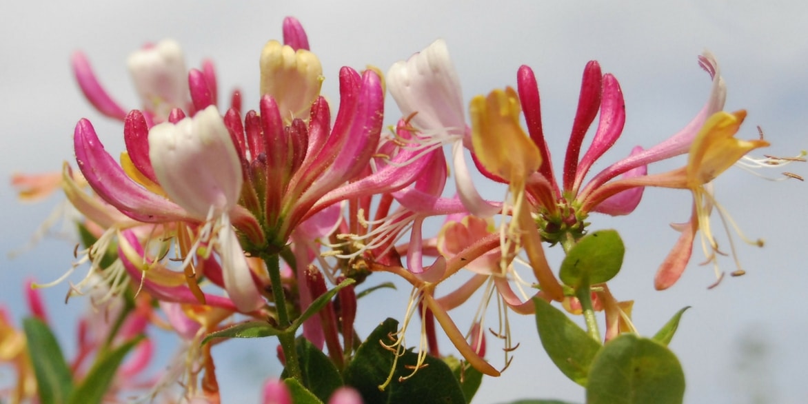 Chèvrefeuille : plantation, taille et entretien - Les conseils de nos ...