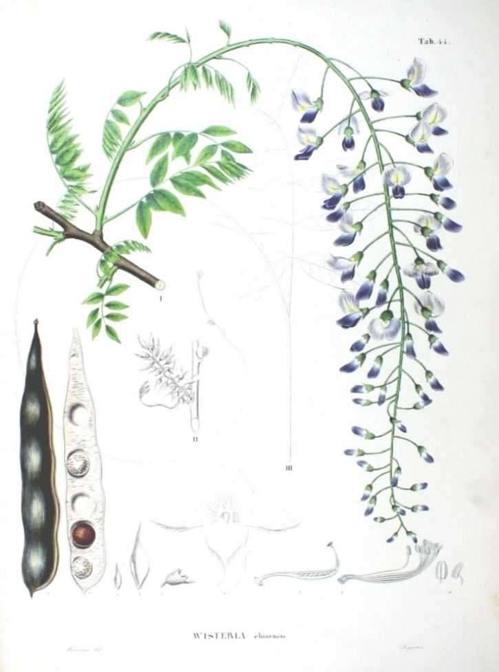 Glycine ou Wisteria : plantation, taille et entretien, les conseils de ...