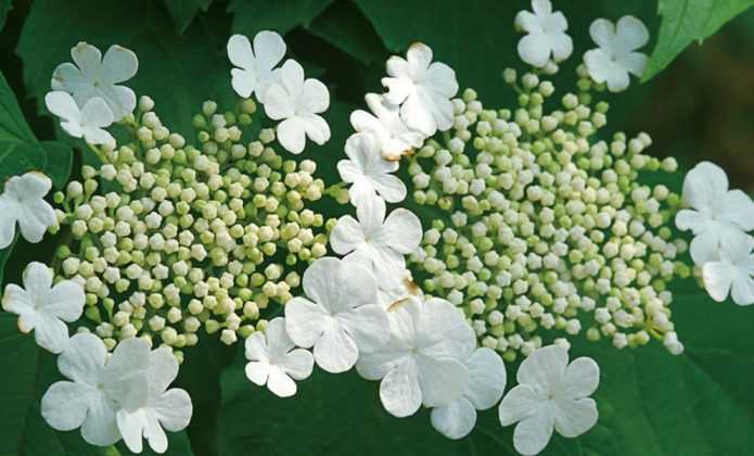 Viburnum bodnantense Charles Lamont - Viorne à floraison hivernale rose
