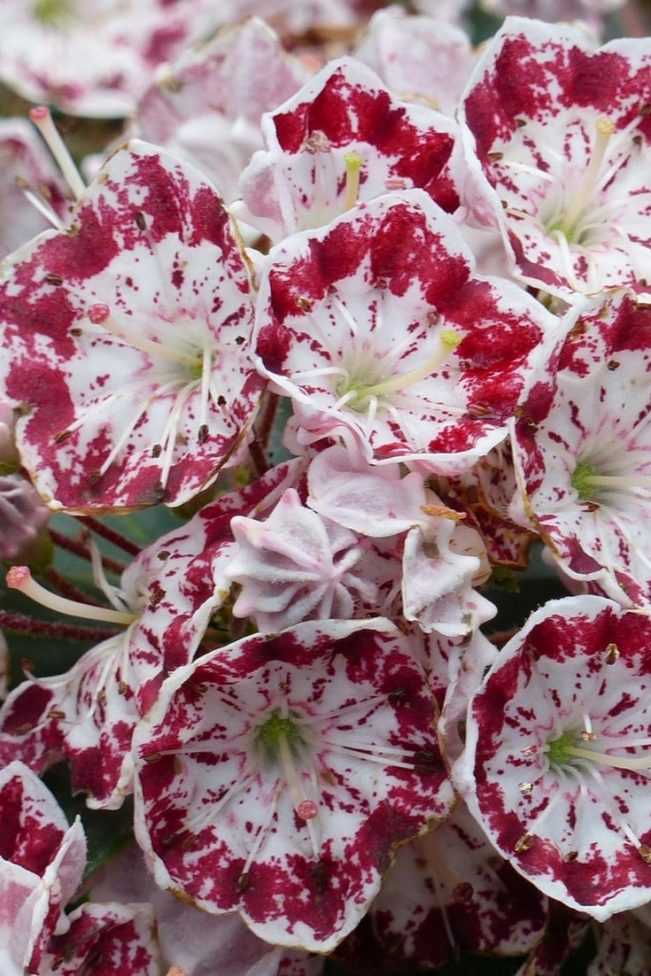 Kalmia latifolia, planter, cultiver et entretenir : nos conseils.