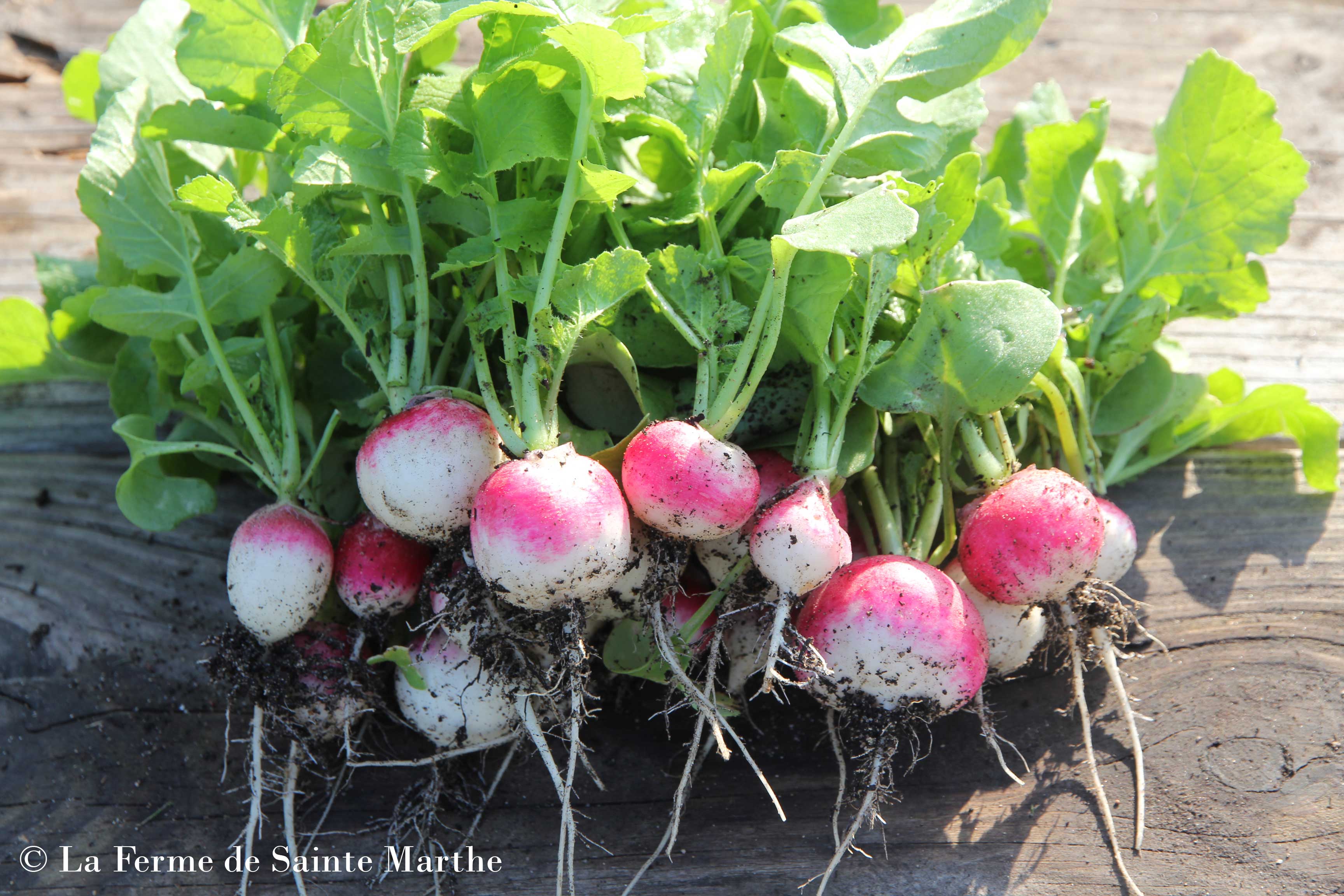10 radis de printemps et d'été, à semer presque toute l'année