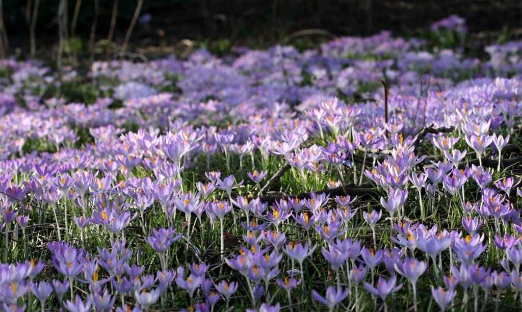 Crocus : planter, cultiver et entretenir - Nos conseils